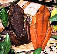 Index of /frogs_on_line/trinfrogs/